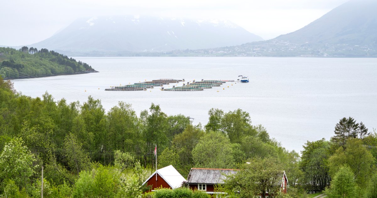 Oppdrettere trekker sak fra Høyesterett etter tap i EFTA-domstolen - Rett24